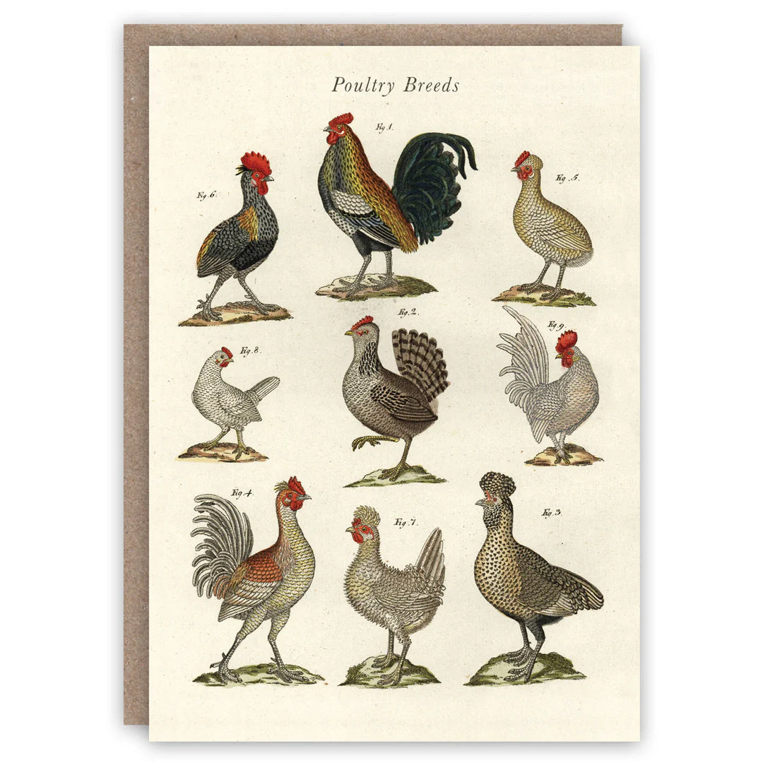 Poultry Breeds greetings card – Gordon Russell Design Museum Shop